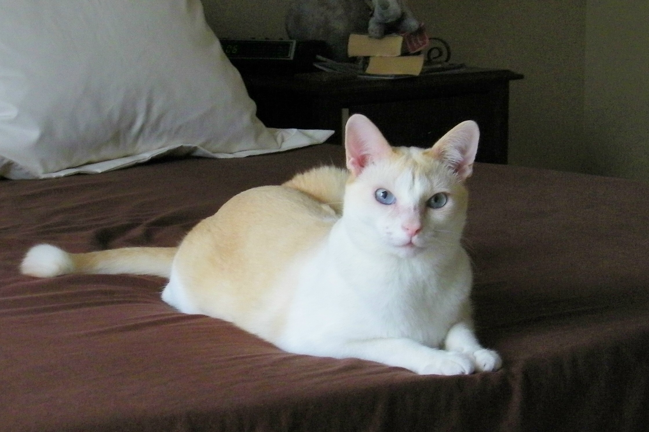 About me (Allan Rossman) | Ask Good Questions