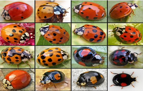 #58 Lizards and ladybugs: illustrating the role of questioning | Ask ...